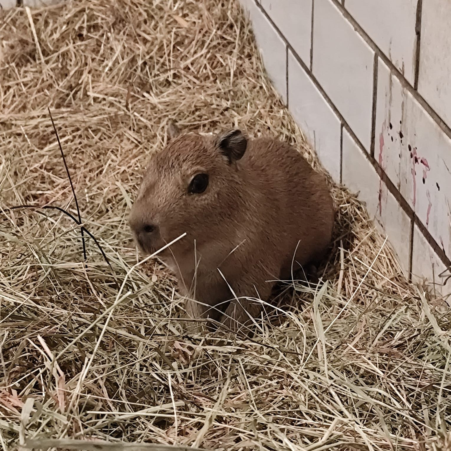 V brněnské zoo se narodily tři kapybary. Roztomilí hlodavci už skotačí ...