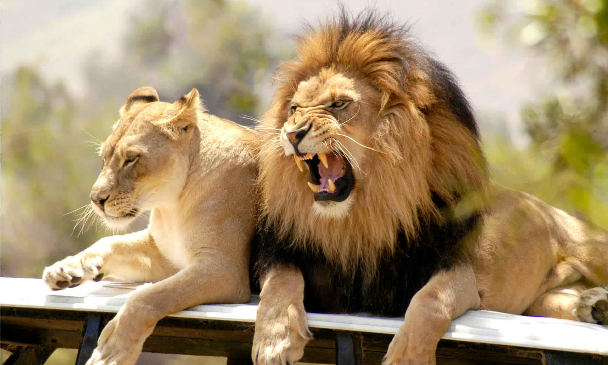 The largest lion ever recorded was nearly the size of a grizzly