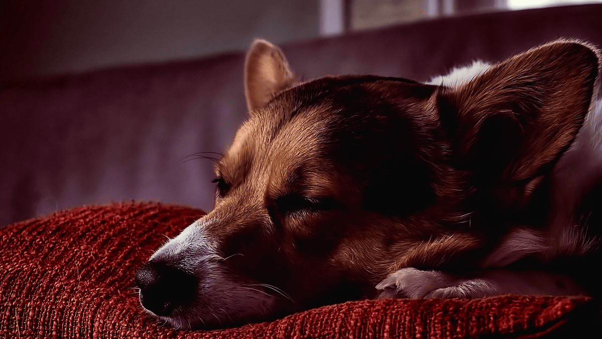 7 things your dog does before going to sleep (and what they mean)