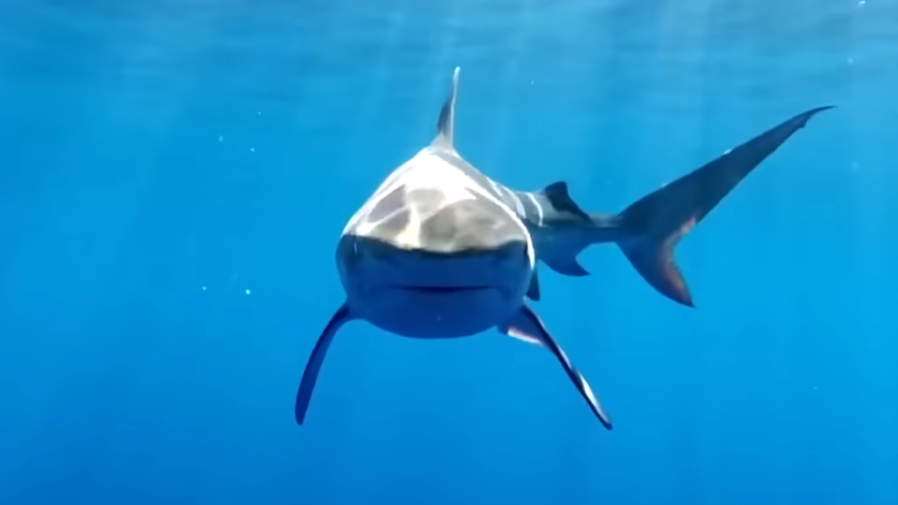 What happens when you punch a 15-foot tiger shark in the face