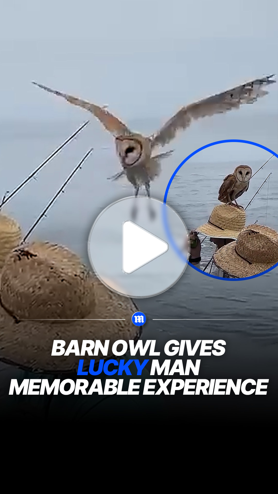 Barn owl lands on man for unforgettable close encounter