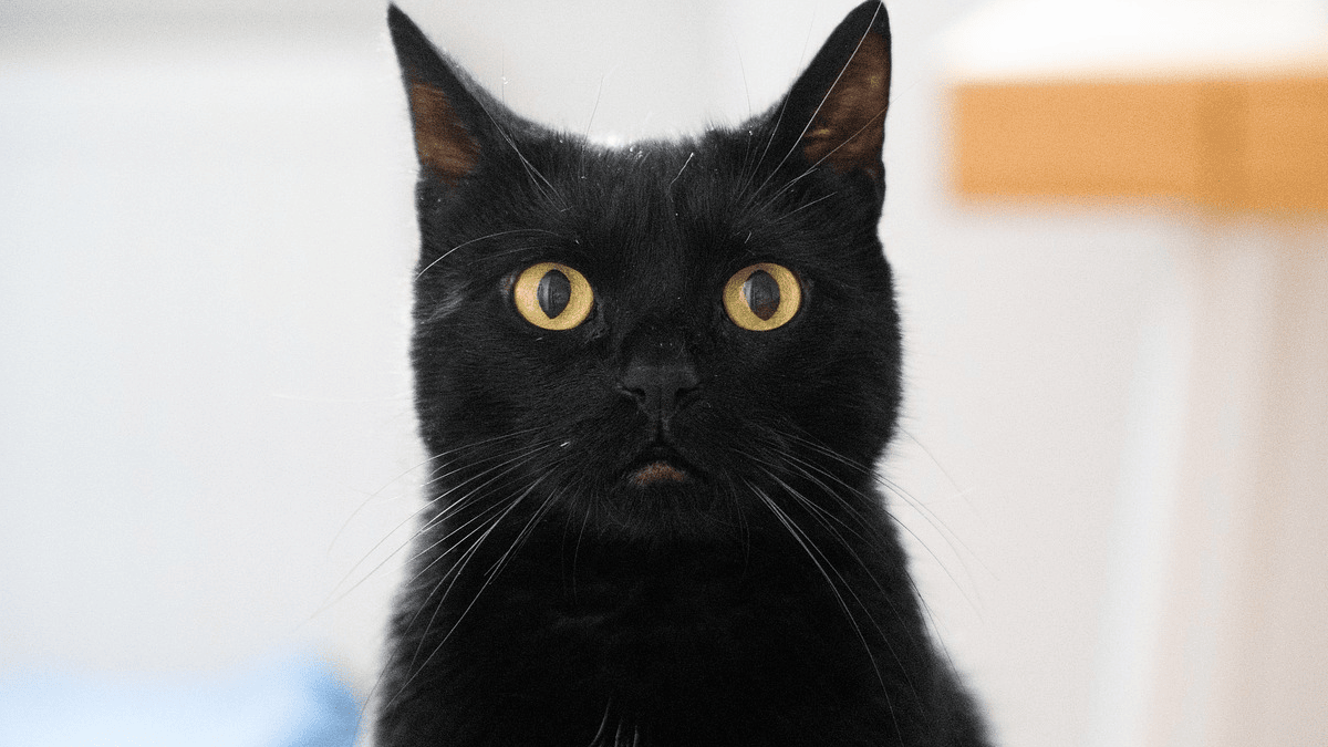 This is what your cat thinks when you leave him alone for a long time