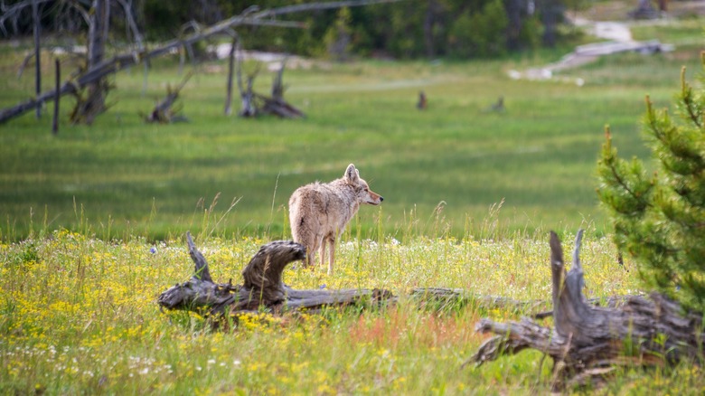 Popular wildlife you can find in Yellowstone National Park and the best ...