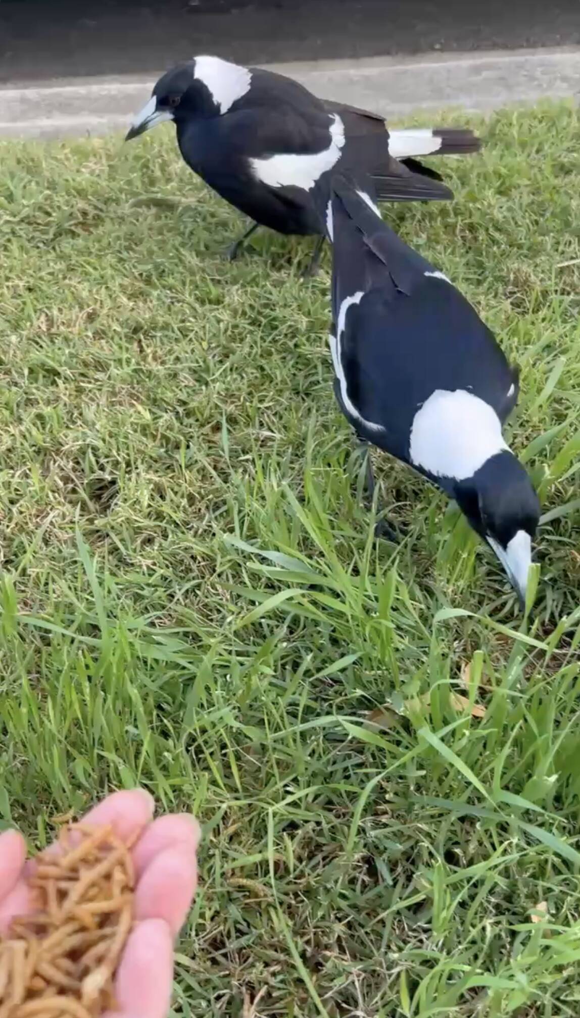 Every day she leaves home, this crooked-beaked magpie runs to sing her ...