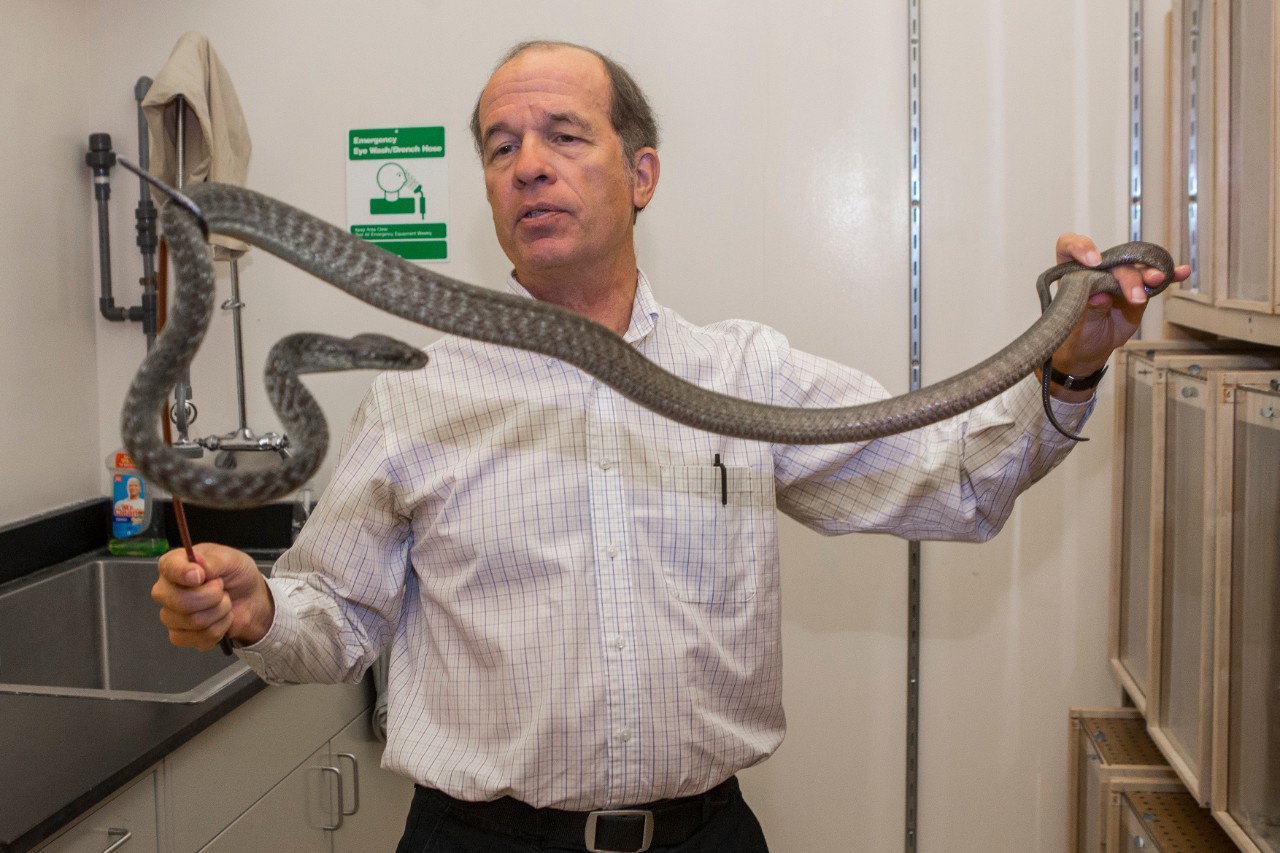 How do snakes 'stand' upright nearly stick-straight? New research ...