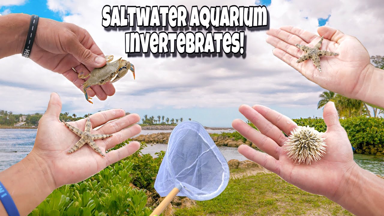 I caught rare starfish for my aquarium!🐠