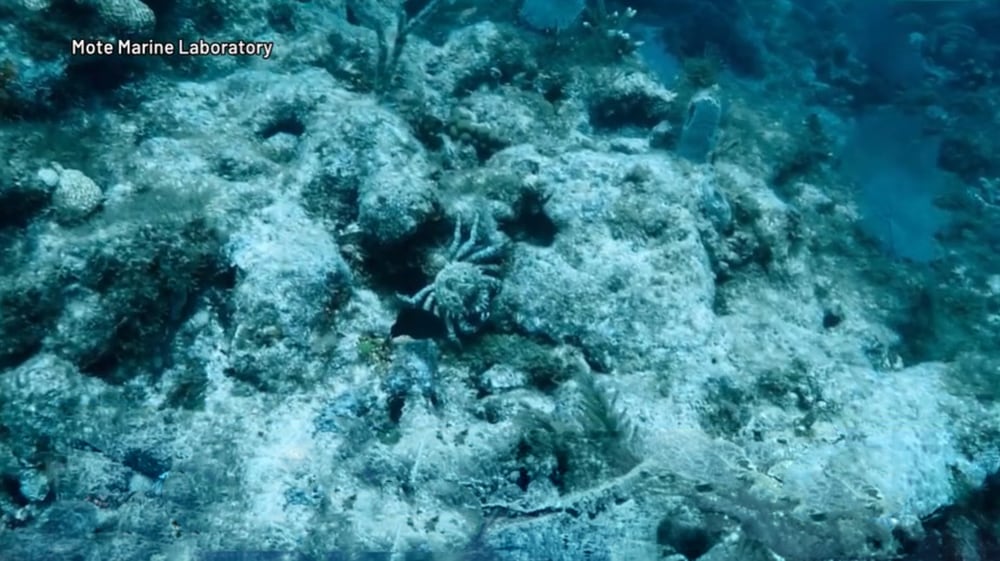 Moat Marine Laboratory releases hatchery-raised Caribbean king crabs ...