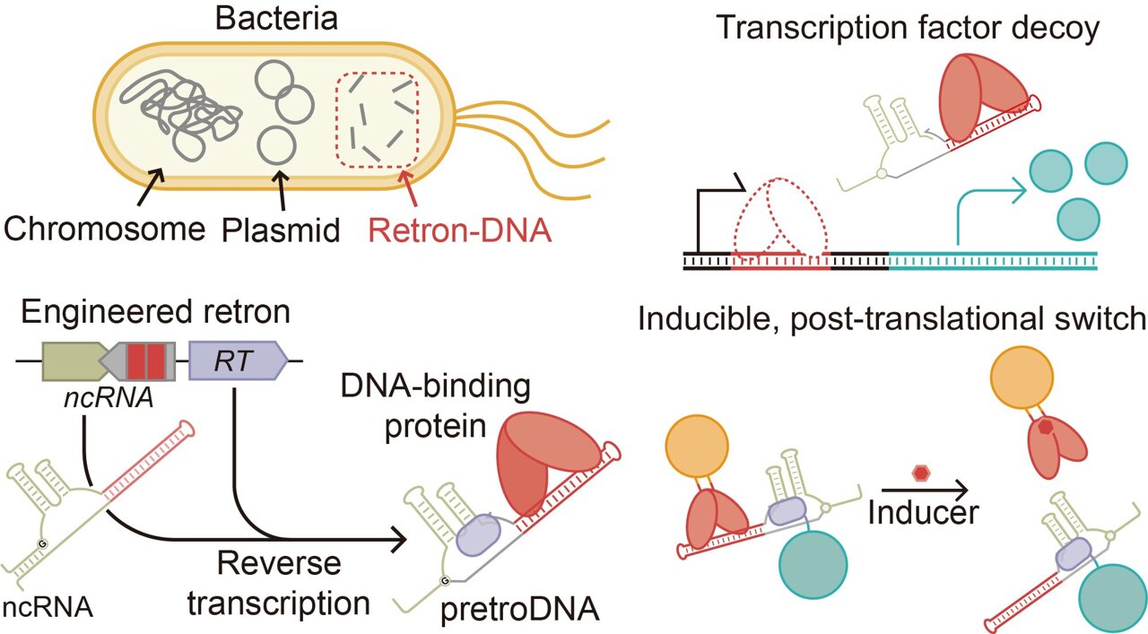 Platform for precise cellular control uses non-genetic DNA decoupled ...