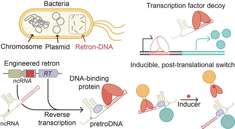 Platform for precise cellular control uses non-genetic DNA decoupled ...