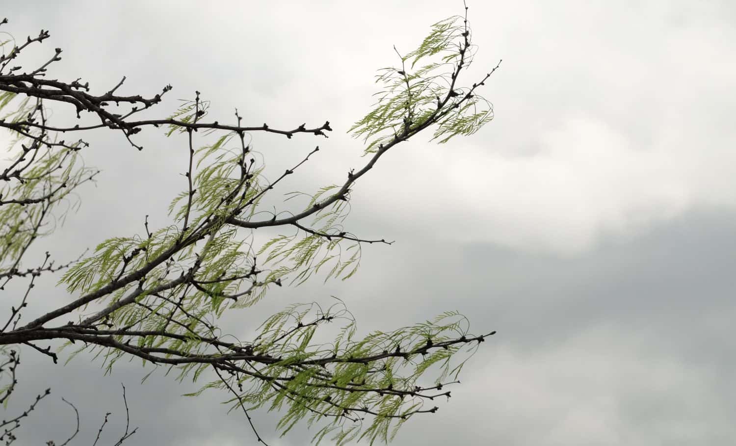 Insane footage shows wind so powerful it lifts the forest floor