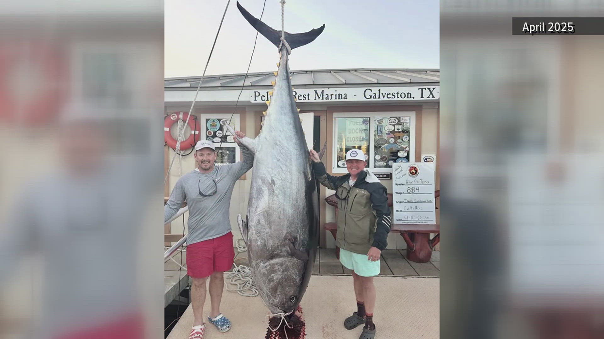884-pound tuna reeled in near Galveston by Southeast Texas crew now ...