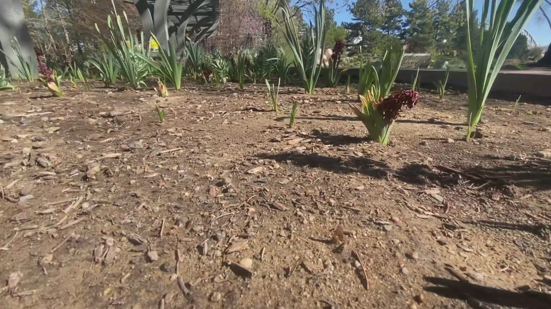 Here's why a tulip display at Denver Botanic Gardens won't return until ...