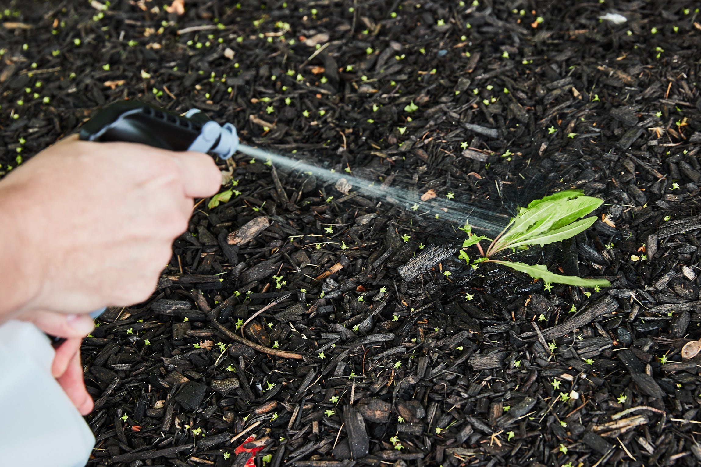 Weeds taking over? These sprays and concentrates fight back.