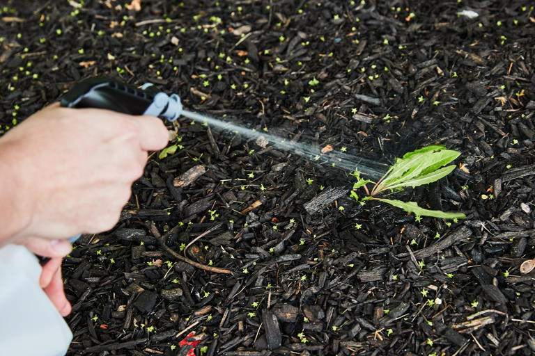Weeds taking over? These sprays and concentrates fight back.