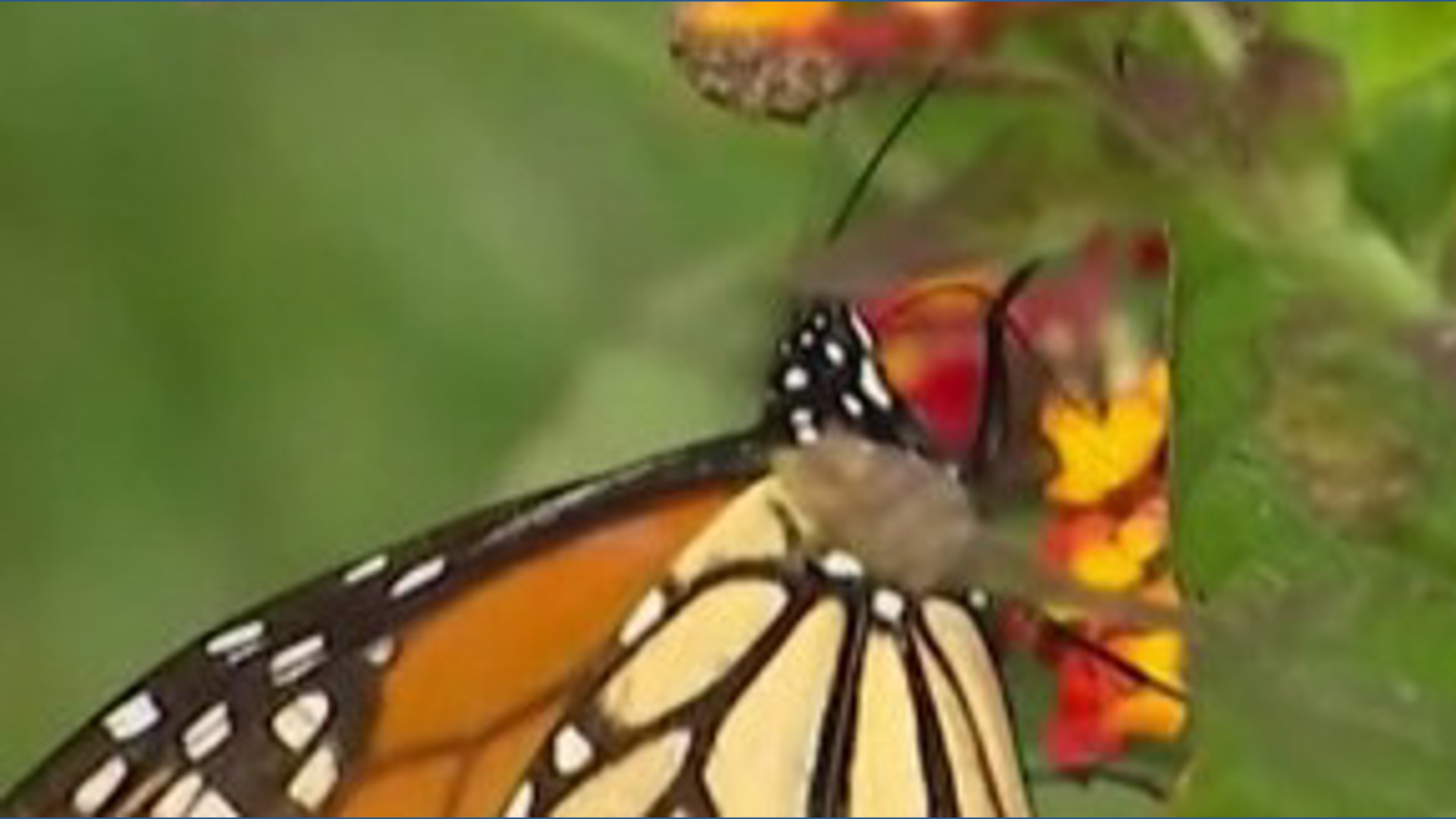 Monarch butterfly numbers up for second year