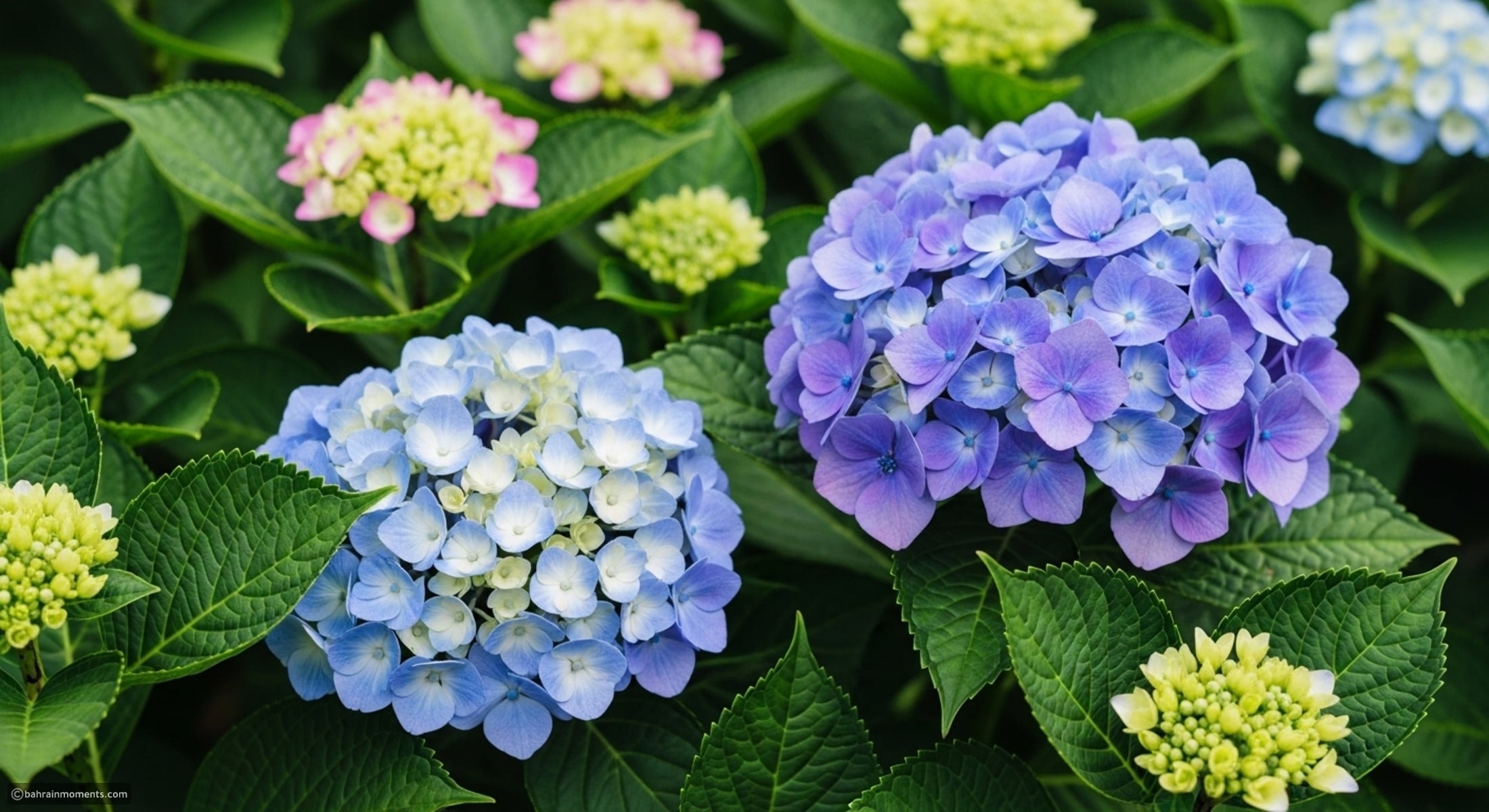 How to grow hydrangeas and why the type you choose matters