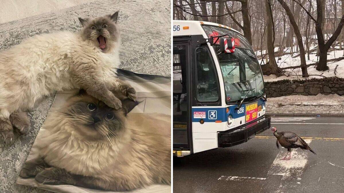 Funny pictures of animals showing off their personalities