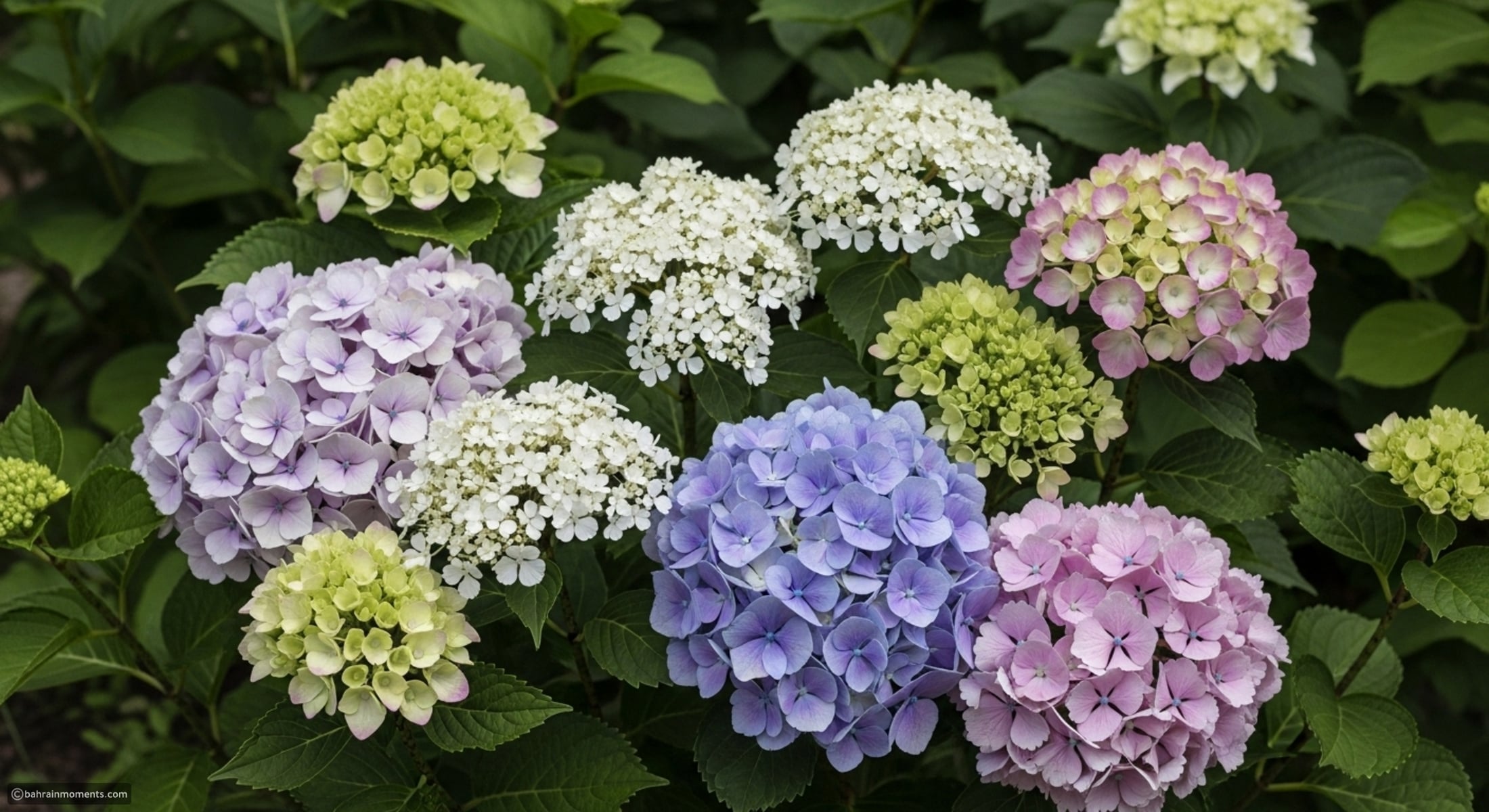 How to grow hydrangeas and why the type you choose matters