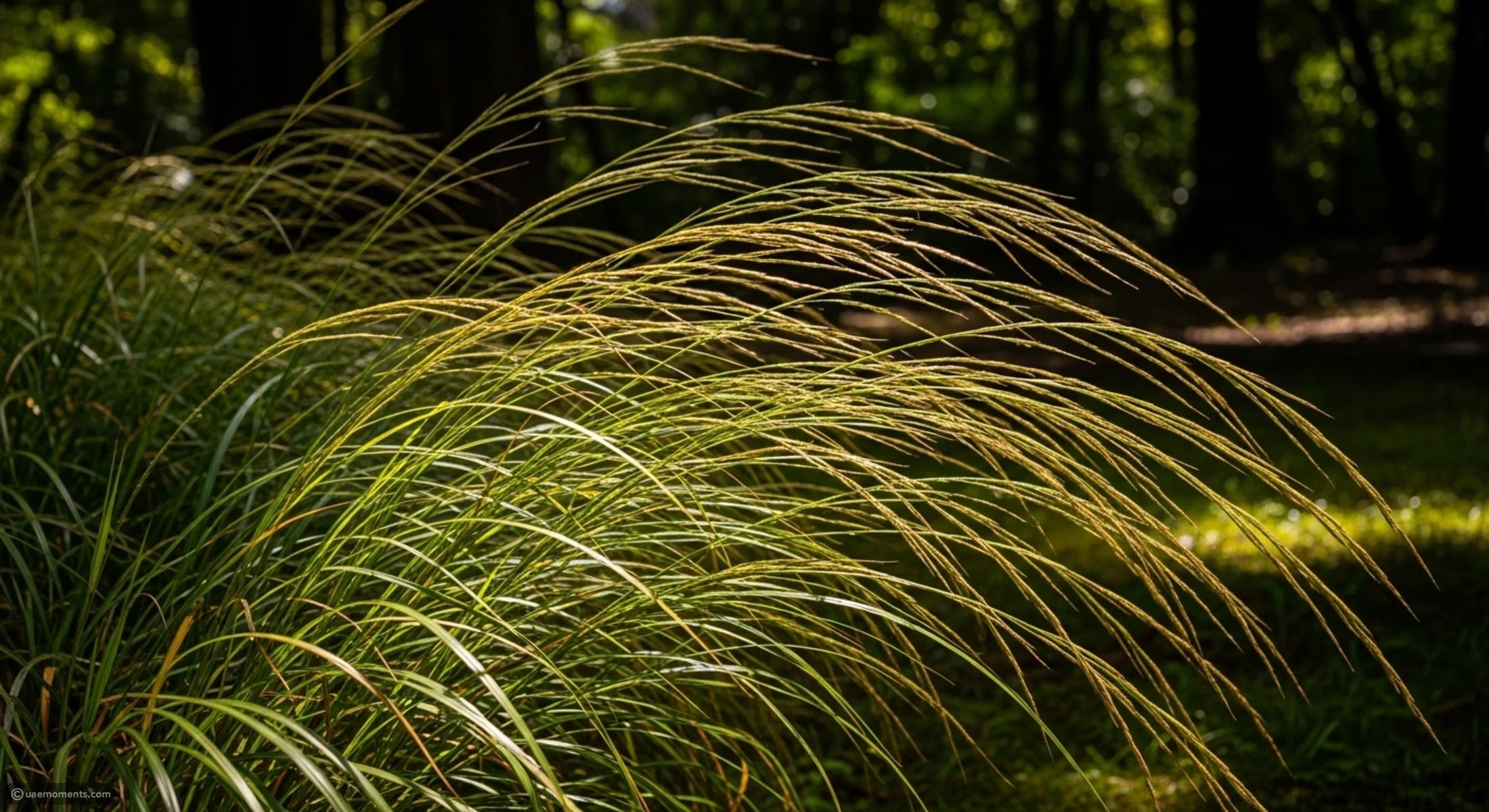 8 stunning shade-loving perennials that instantly brighten dark garden ...