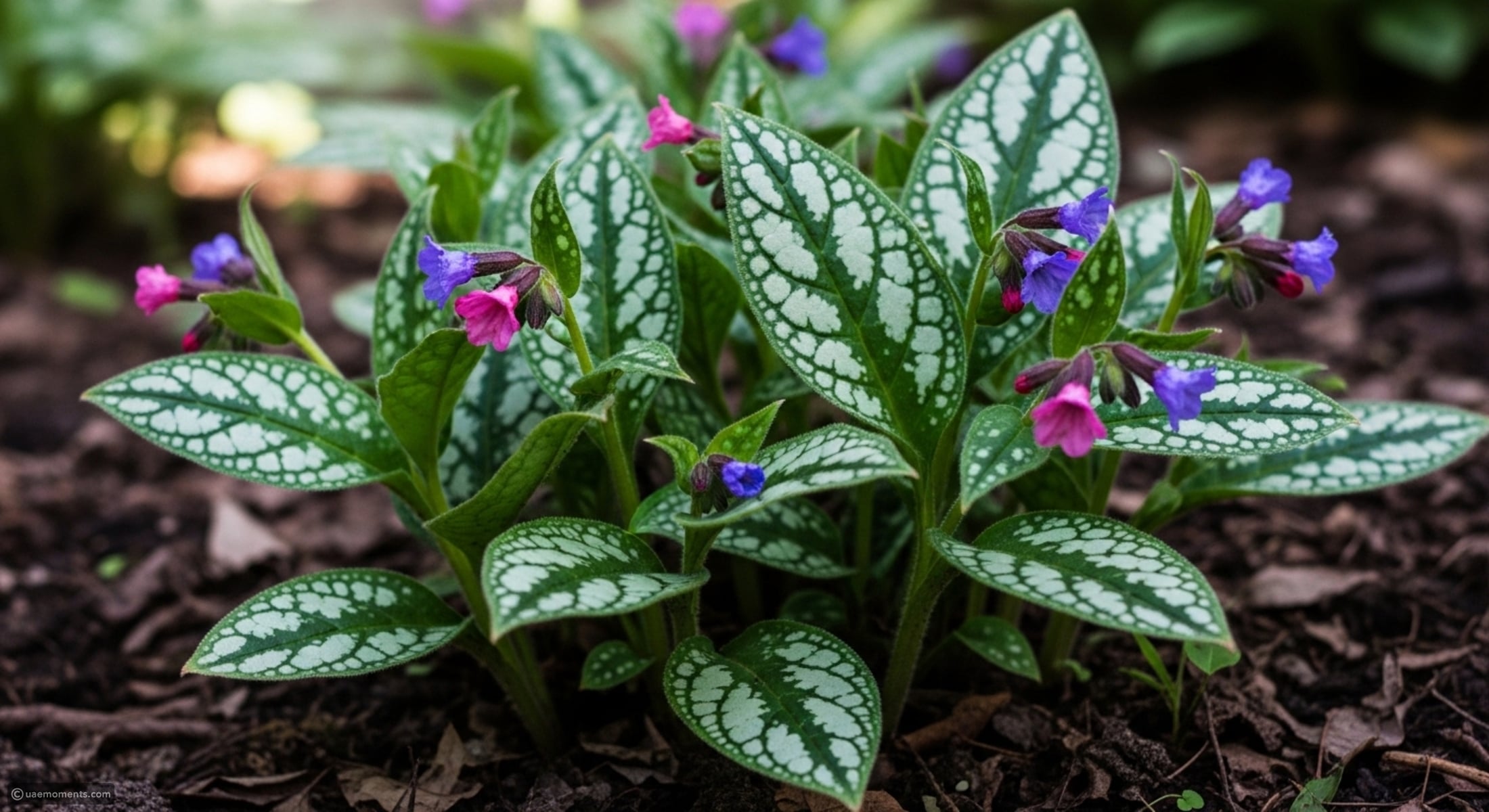 8 stunning shade-loving perennials that instantly brighten dark garden ...