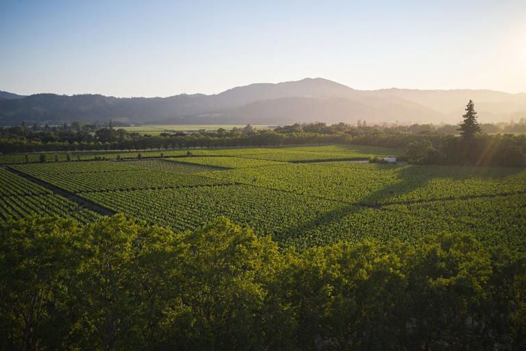 From a Napa garage to a Napa standout—the story behind Favia Wines