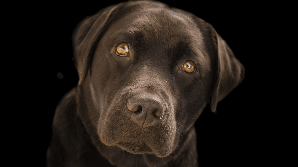 16 things your dog does before reacting to strangers