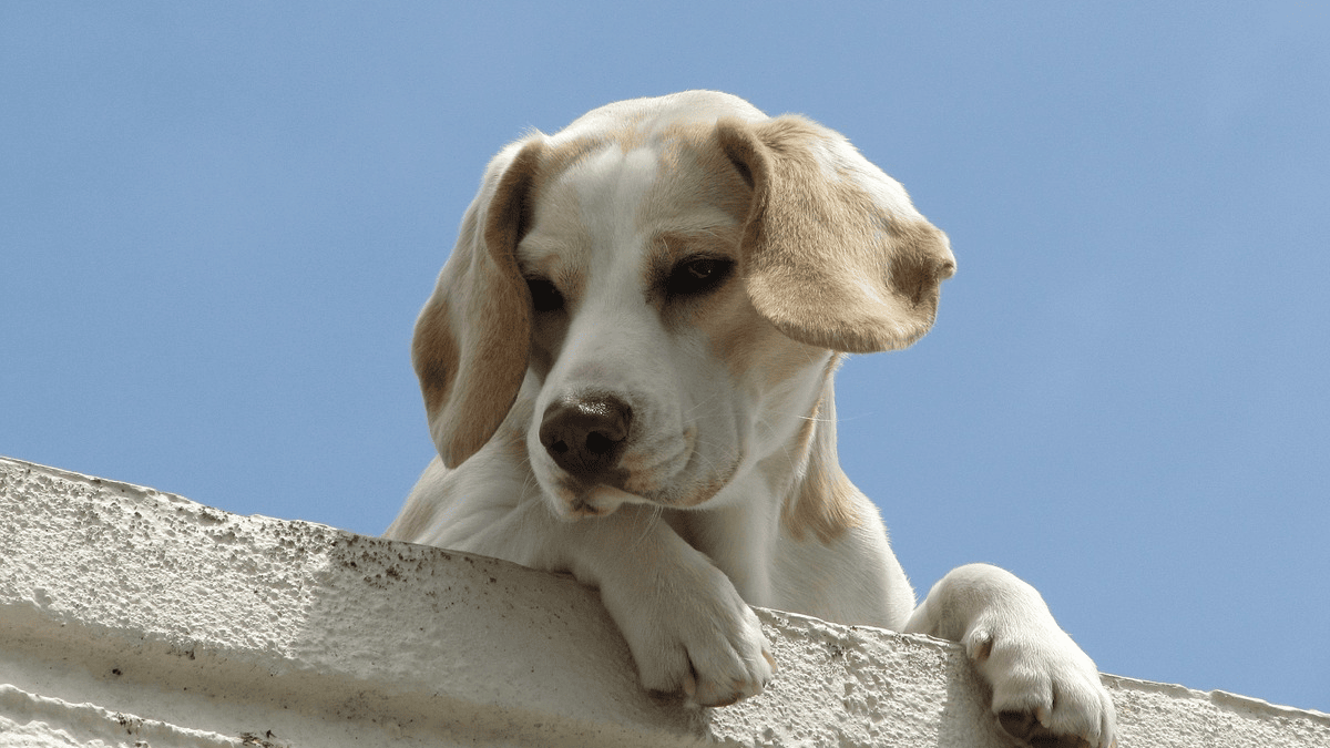 16 things your dog does before reacting to strangers