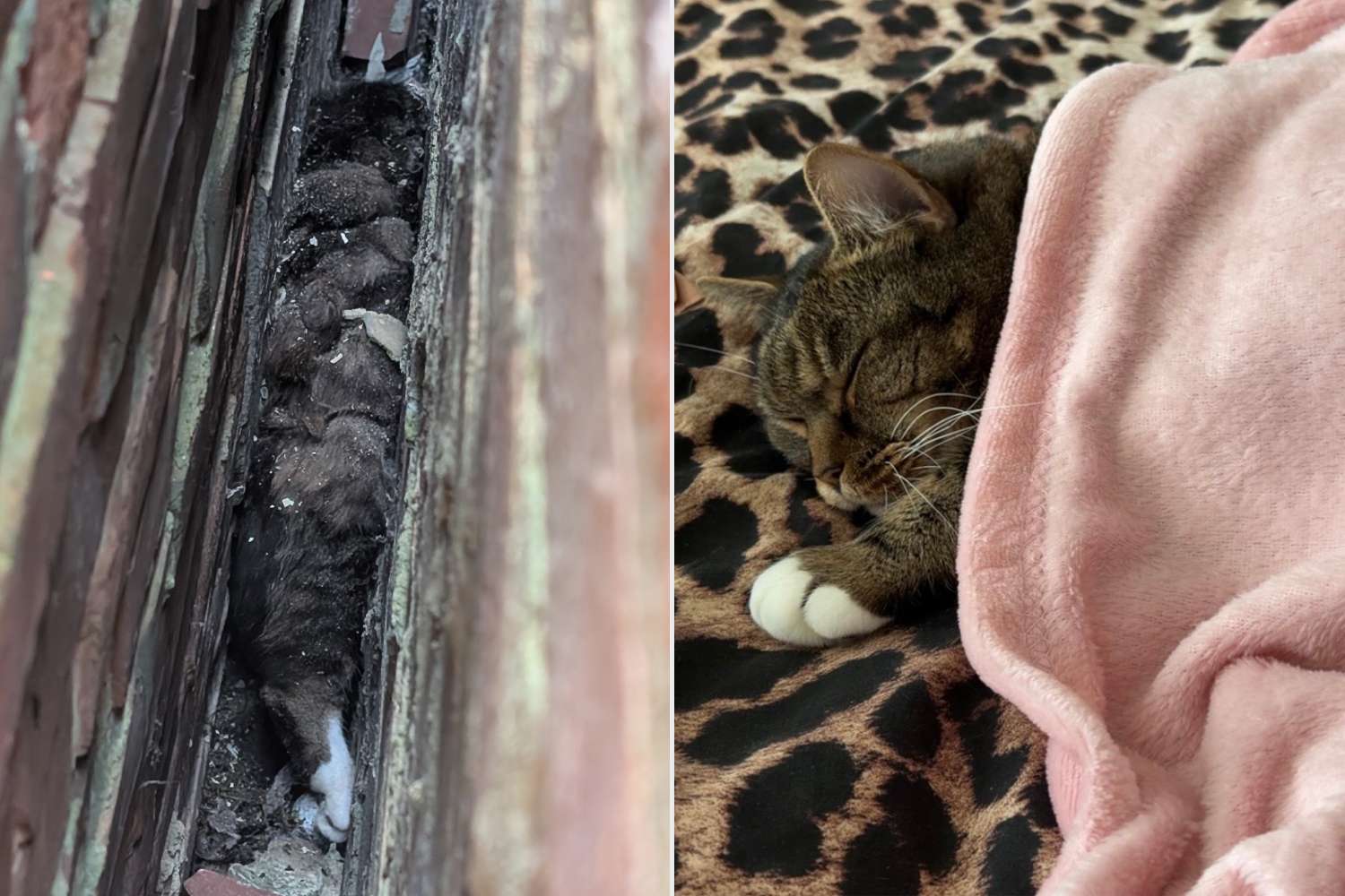 Cat missing for 4 years reunites with family after getting completely ...