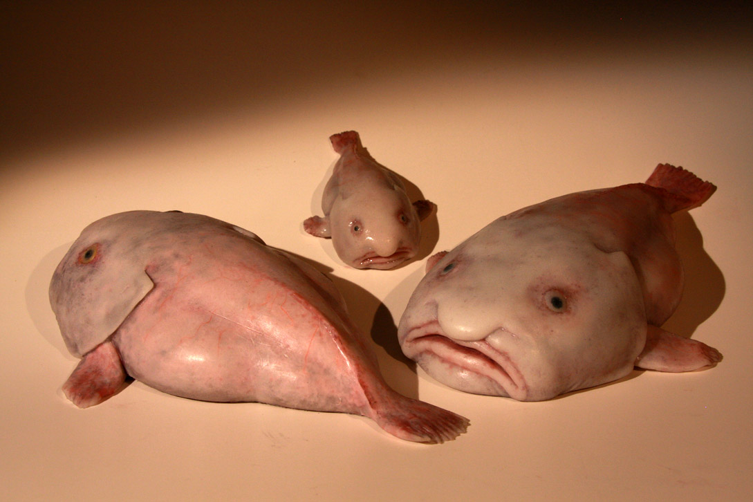 Photos of 15 most bizarre deep sea creatures ever discovered