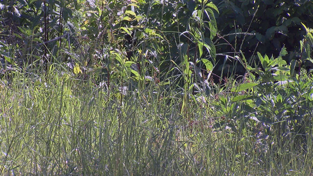 New plant program at Murfreesboro library