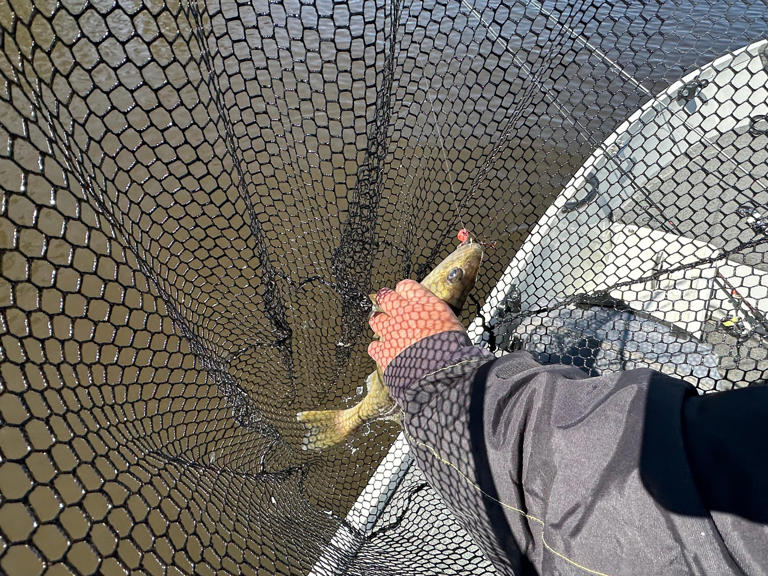 ODNR releases 2026 Lake Erie walleye, perch limit report