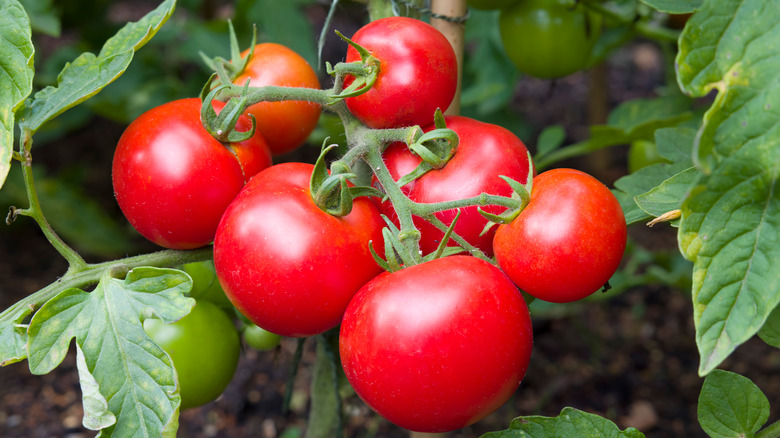 Best vegetables to grow in your greenhouse