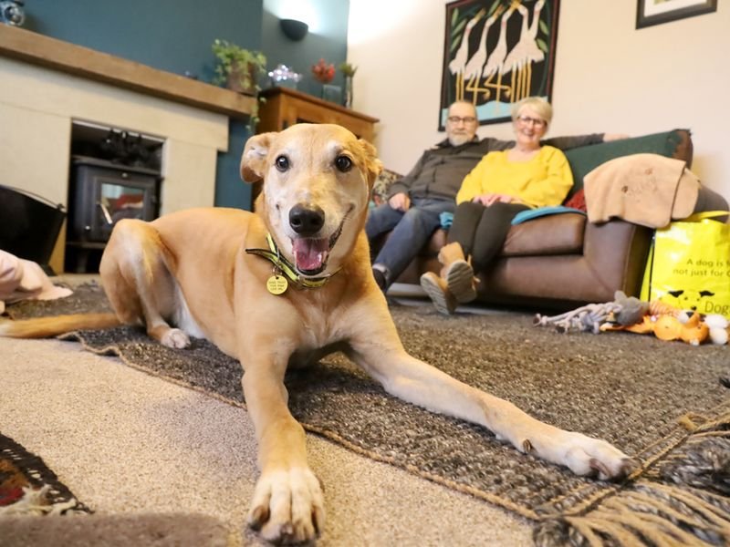 These dogs are often last to be adopted – here’s why you should ...
