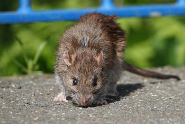 Ni veneno ni trampas: cómo ahuyentar ratas del jardín de forma natural ...