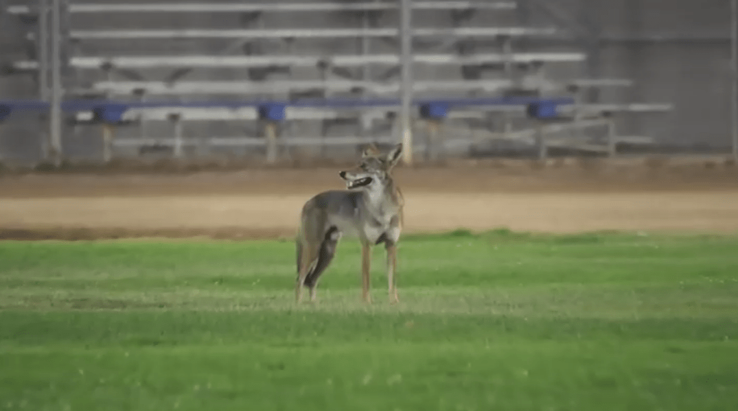 DNA tests connect coyote to 2 attacks in Carson