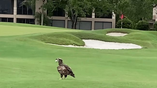 Eagle steals ball from Florida golf course
