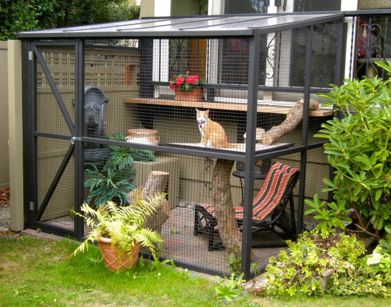 ¿Qué es un “catio”?; la instalación para gatos que se volvió viral en redes