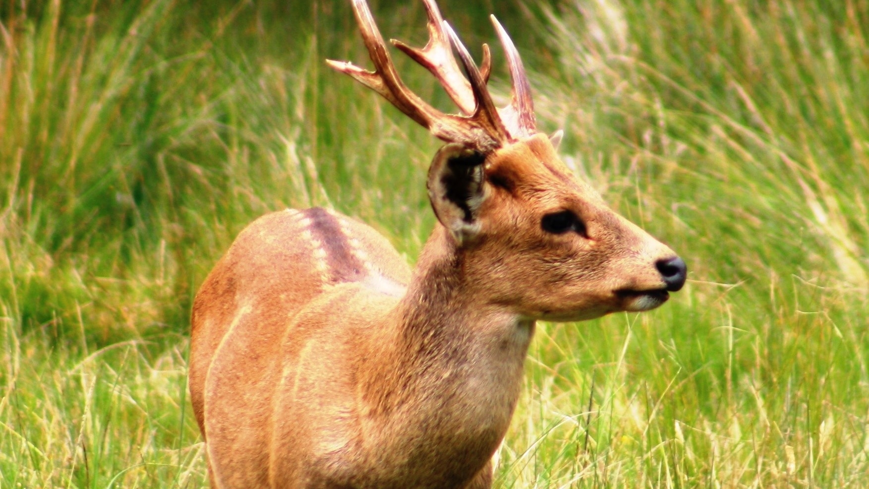 Invasive feral hog deer discovered in New South Wales but authorities ...