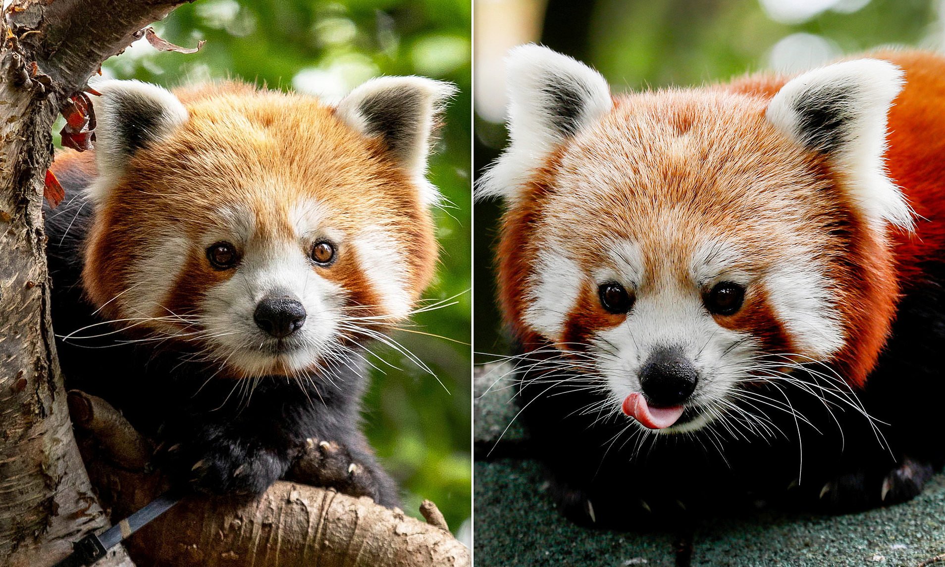 Welcome Priya! Endangered red panda is settling into her new home at UK zoo