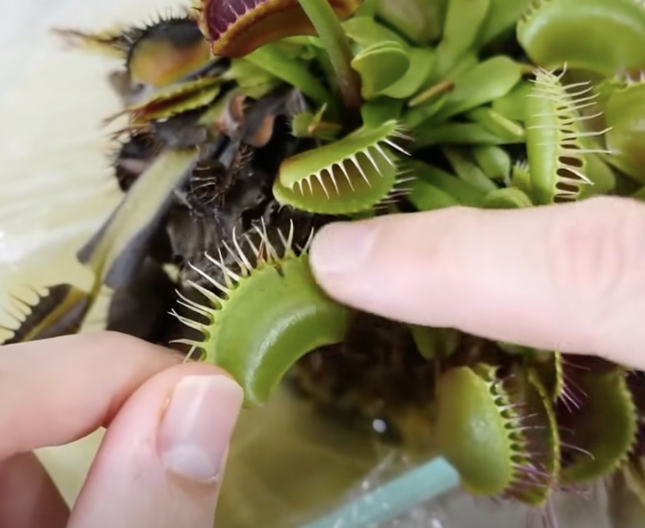 Feeding my Venus flytrap a piece of myself