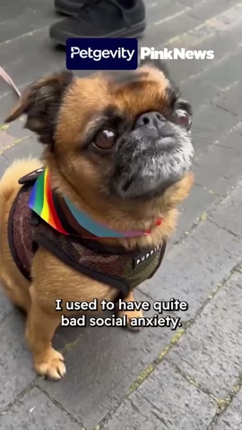 PinkNews shares heartwarming stories of LGBTQ+ pet owners finding ...