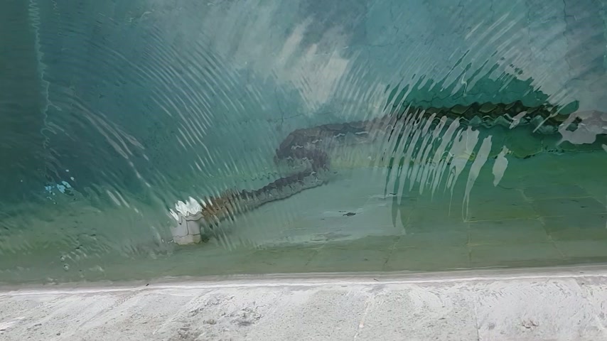 Discovering enormous python swimming in backyard pool without permission