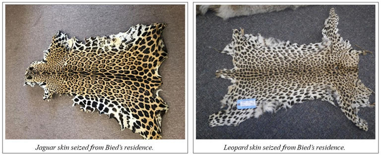 Reading man sentenced to prison for trafficking endangered wildlife parts