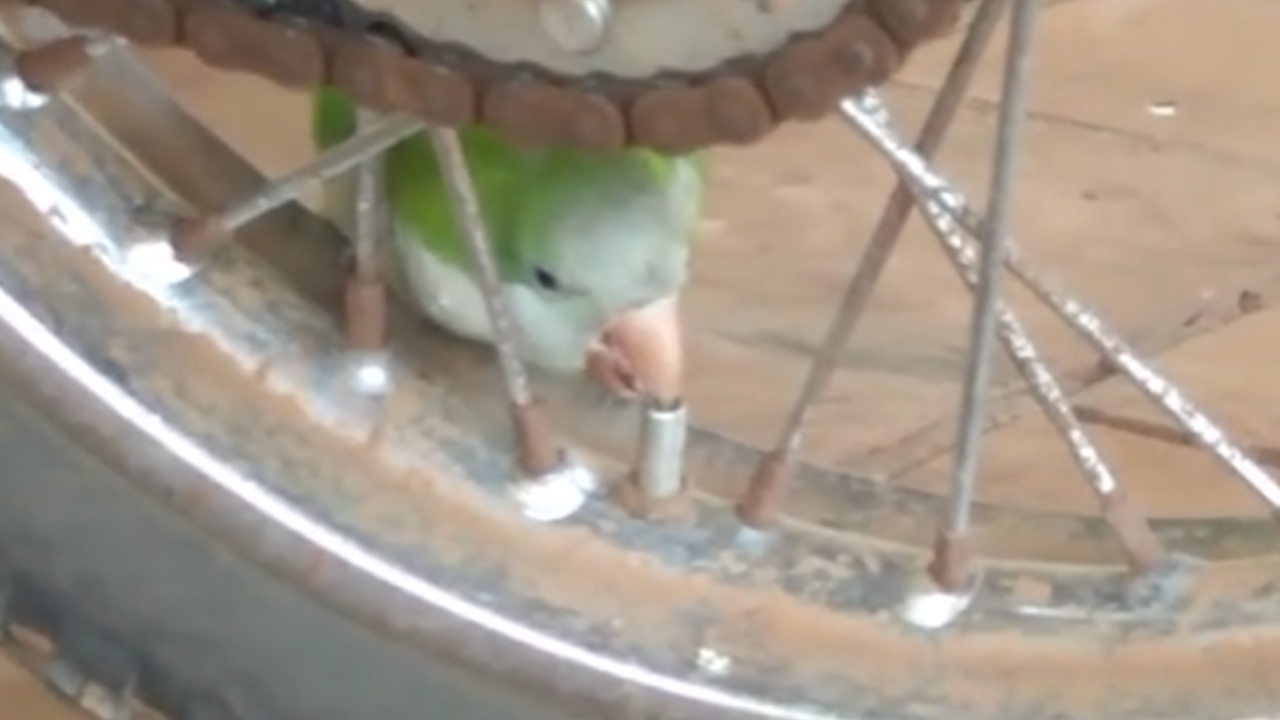 Parrot accidentally lets the air out of a motorcycle tire