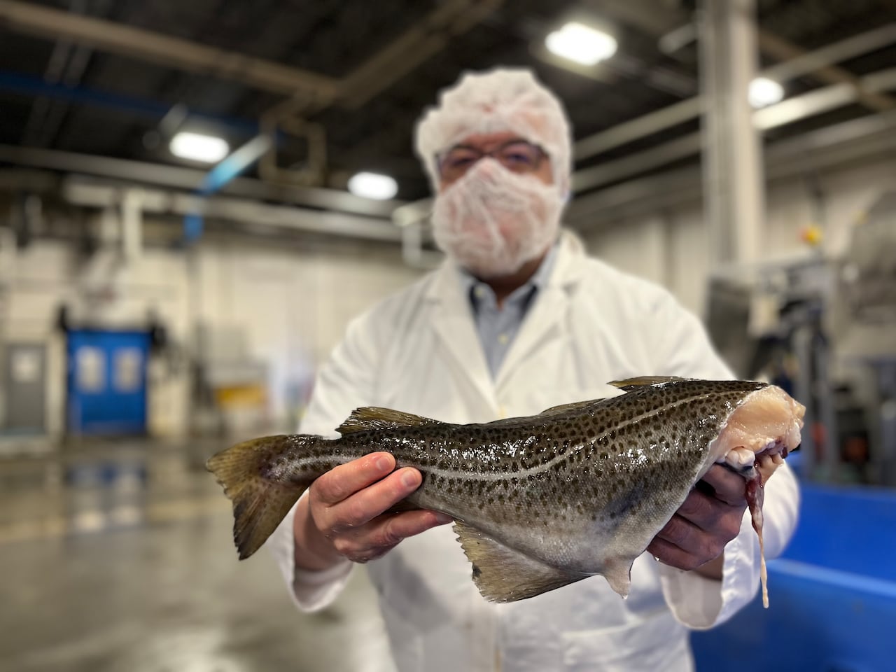 Northern cod stock is now in the 'healthy zone,' DFO says