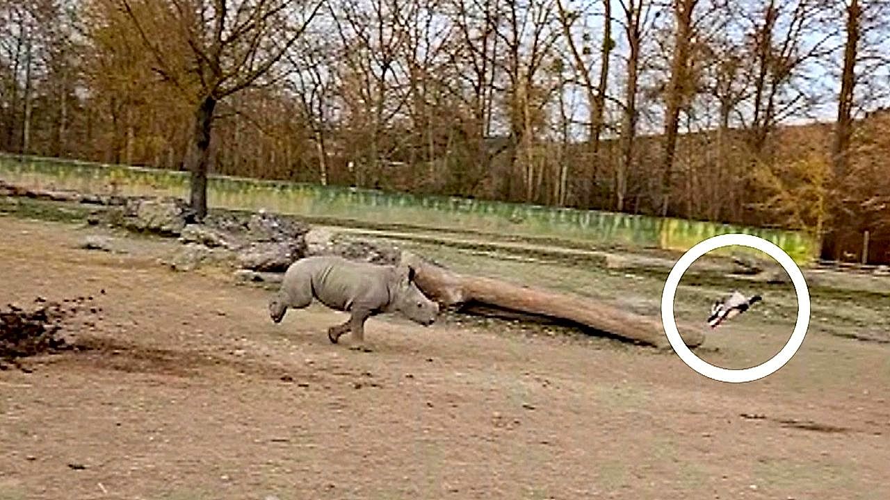 Playful baby rhino steals hearts while chasing duck in zoo