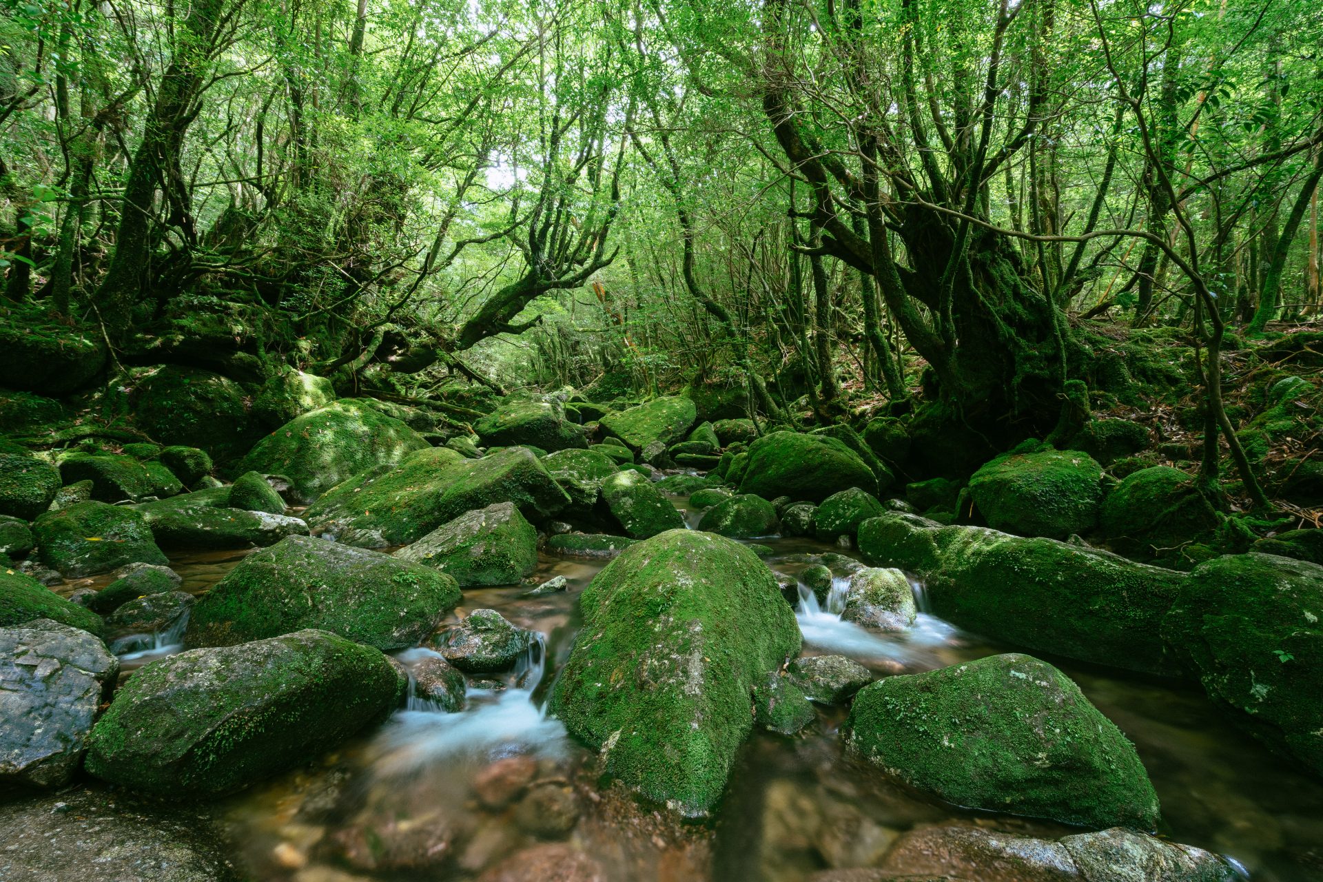 Adéntrate en los bosques más antiguos de la Tierra