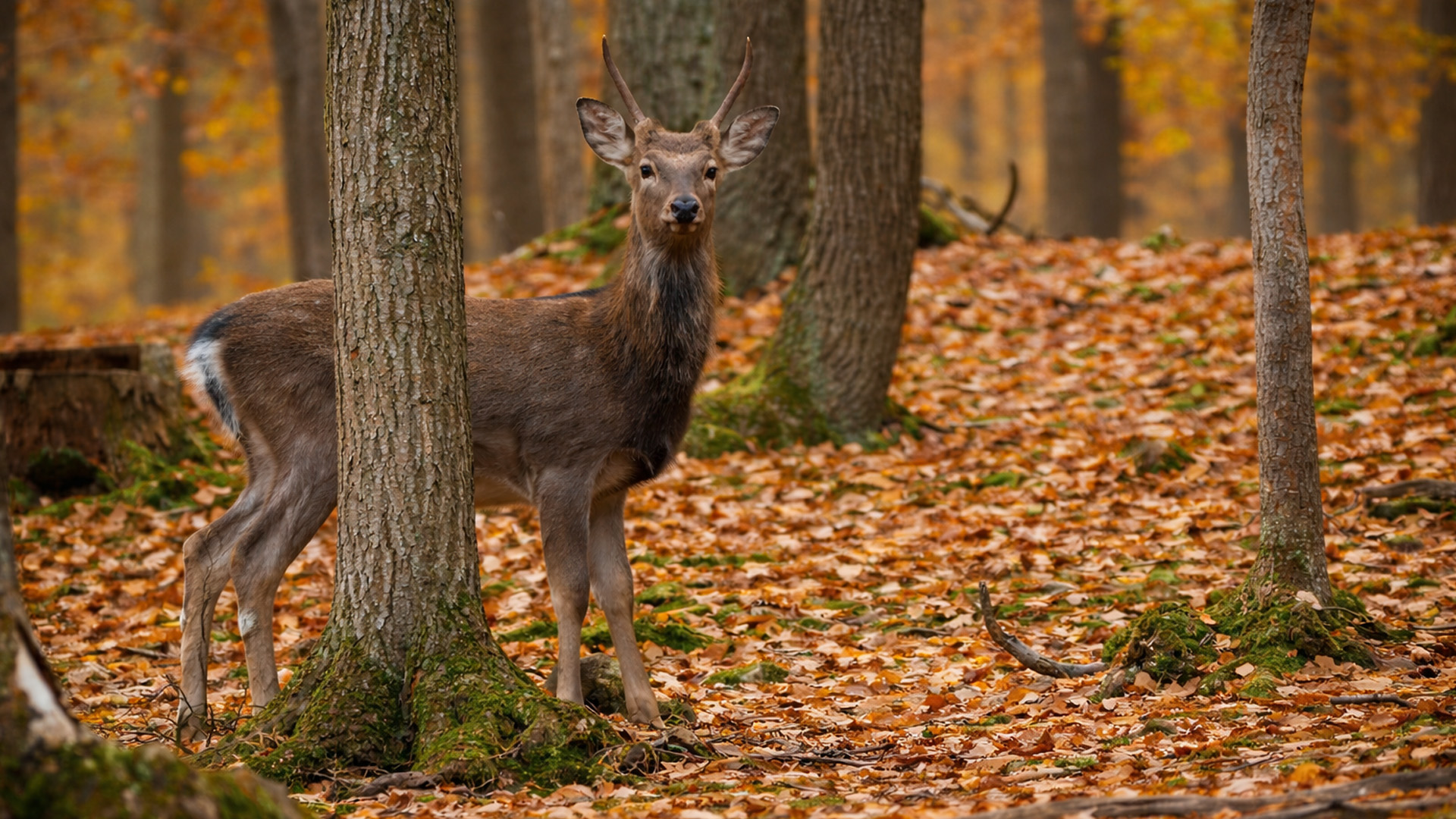 A deer watches closely from the trees - captured on camera