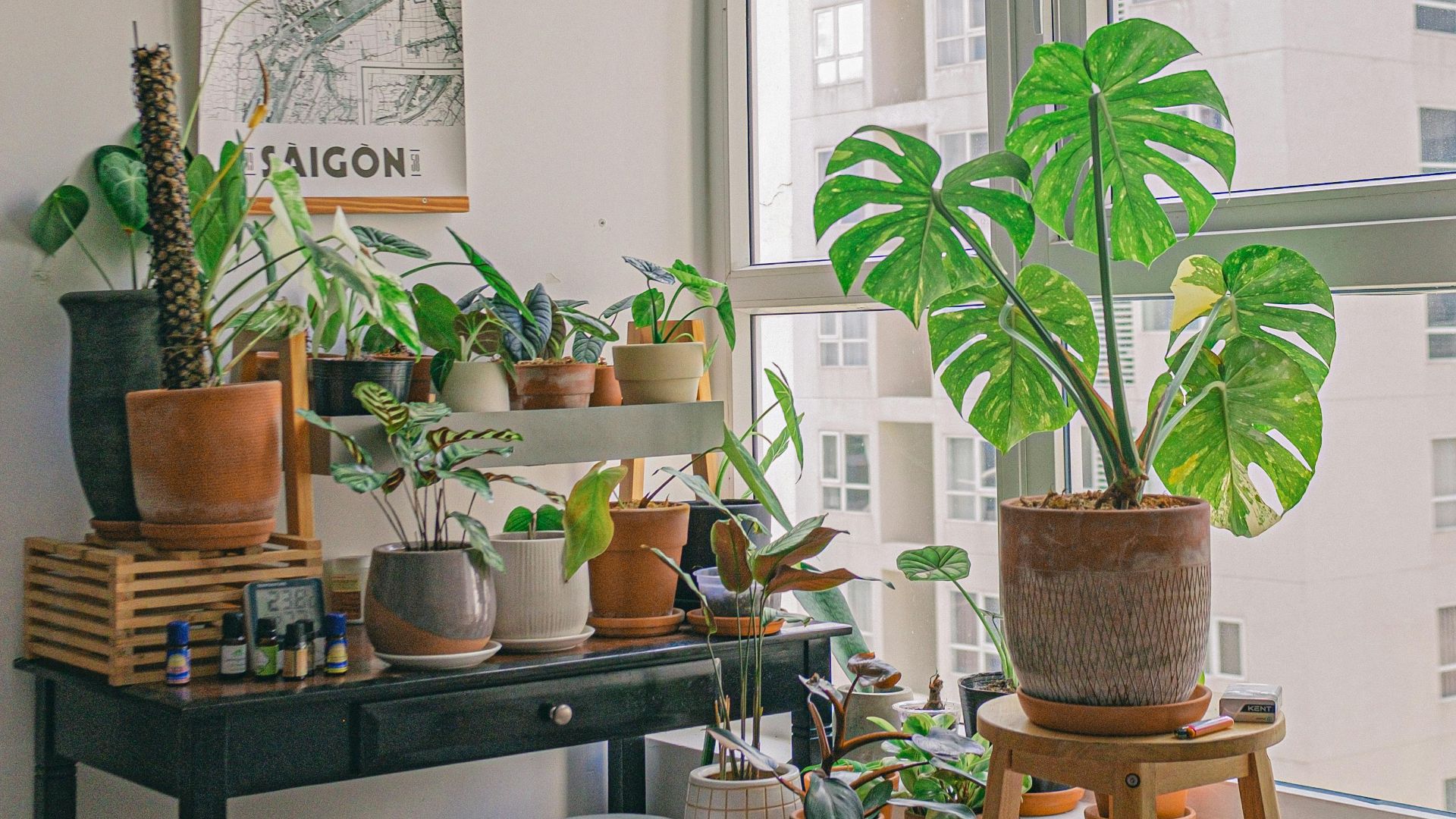 10 houseplants that scream decor crisis & 10 that tie your home together
