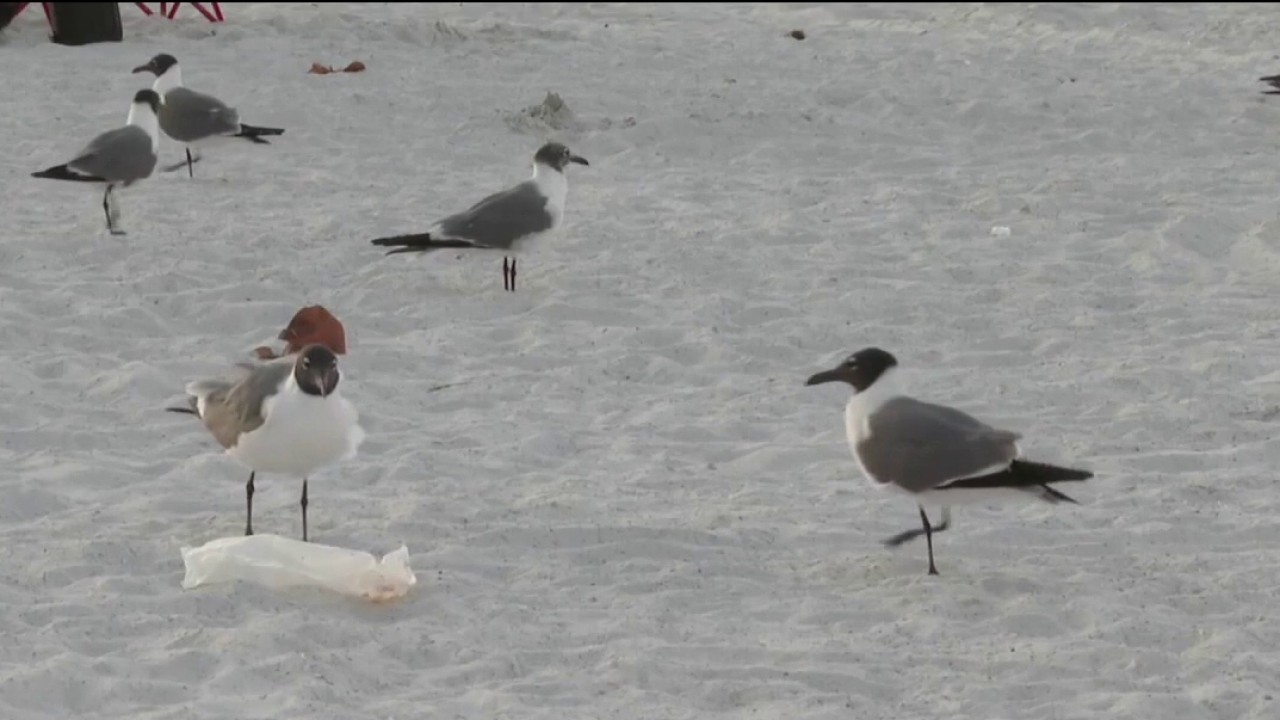 Googly eyes can be used to prevent seagulls from grabbing your food